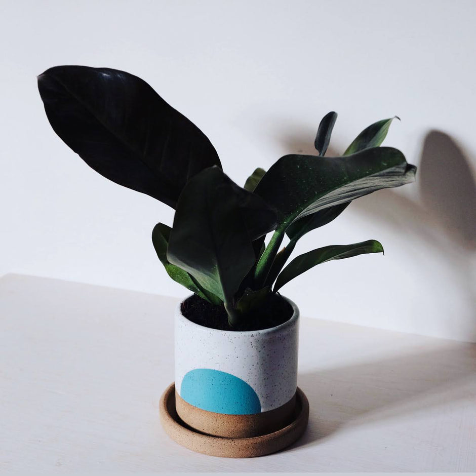 Vases & Planters – Wolf Ceramics