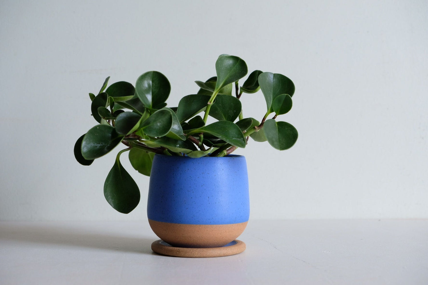 Planter with Tray | Handmade Plant Pot | Wolf Ceramics